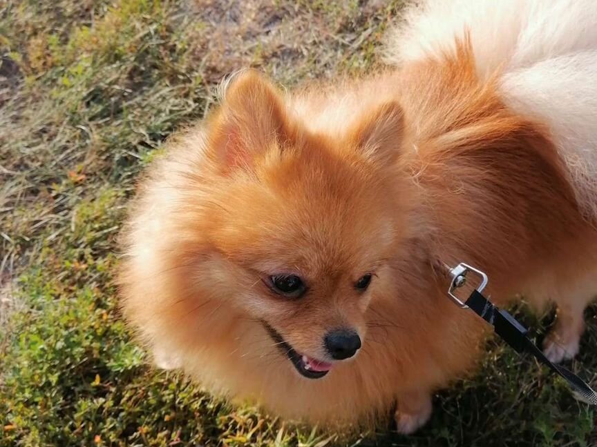 Померанский шпиц девочка