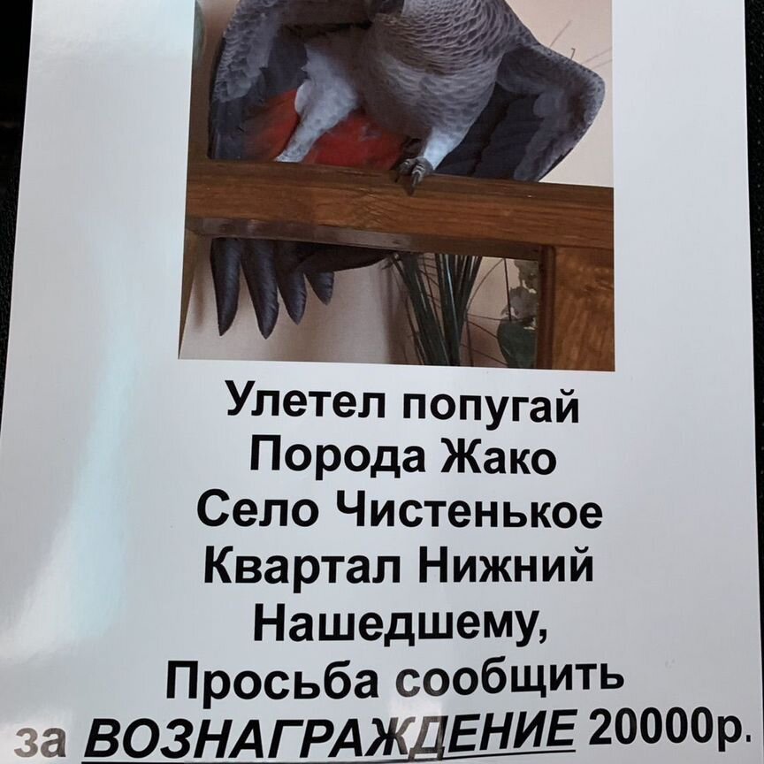 Потеряшка