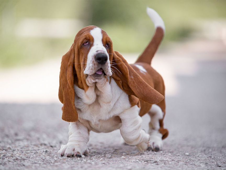 Бассет ушастое счастье