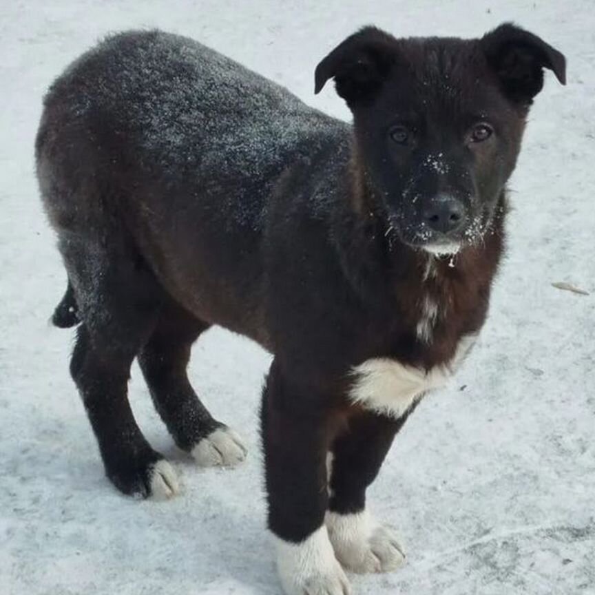 Щенок в добрые руки