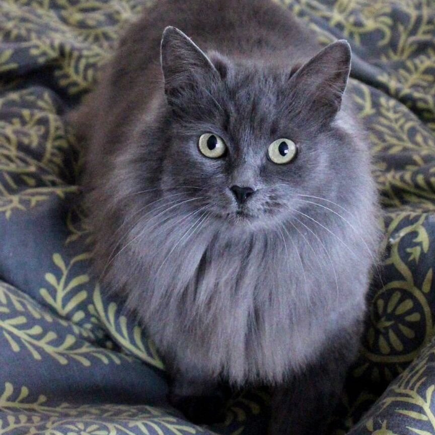 Ласковая кошка 2.5 года