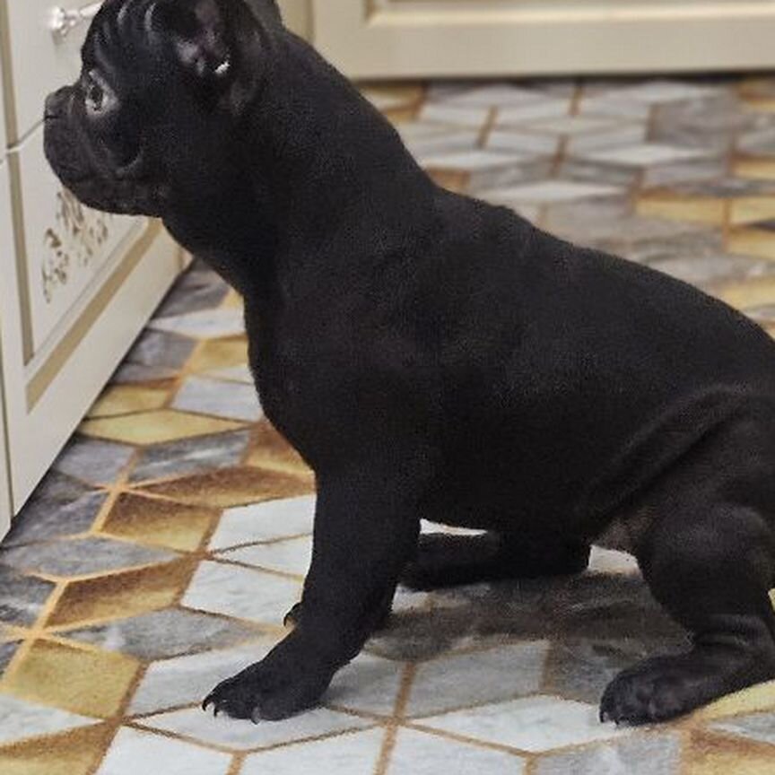 Французский бульдог, щенок