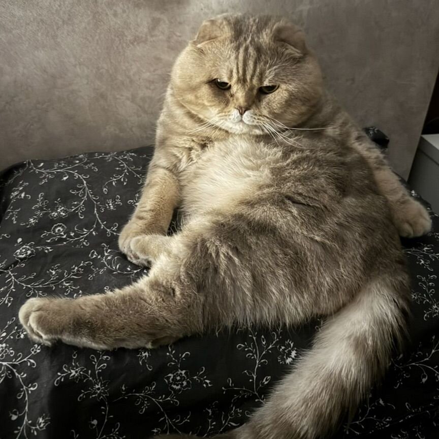 Шотландский кот вязка