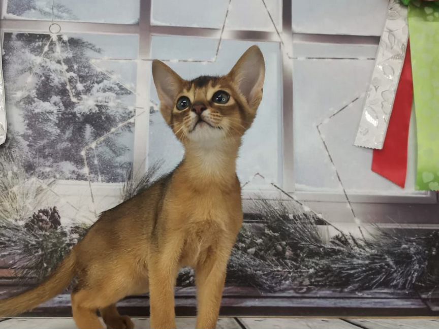 Абиссинские котята в разведение