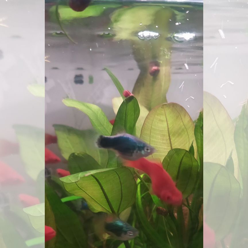 Меченосцы рубин, вильчатые. Пецилии, Полинезии