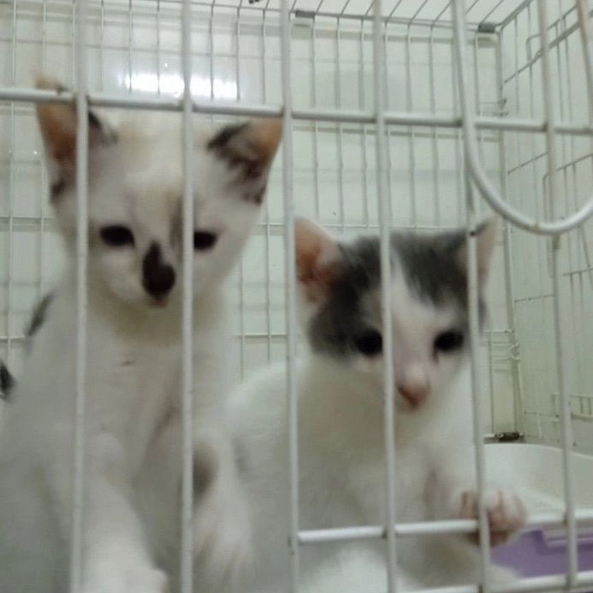Отдам в добрые руки котят