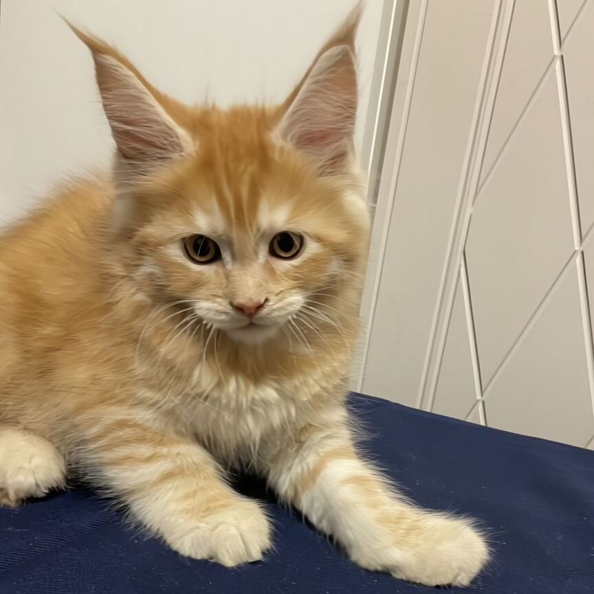 Мейн-кун котёнок