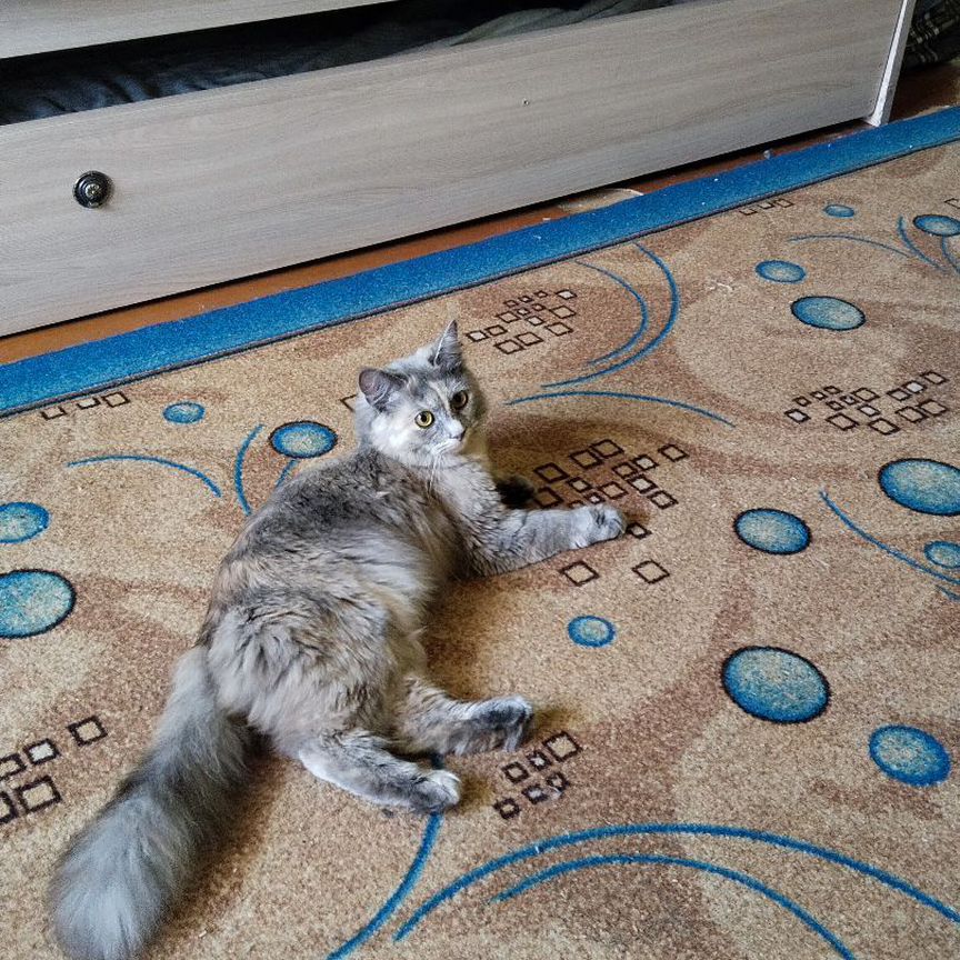 Отдам кошечку в добрые руки