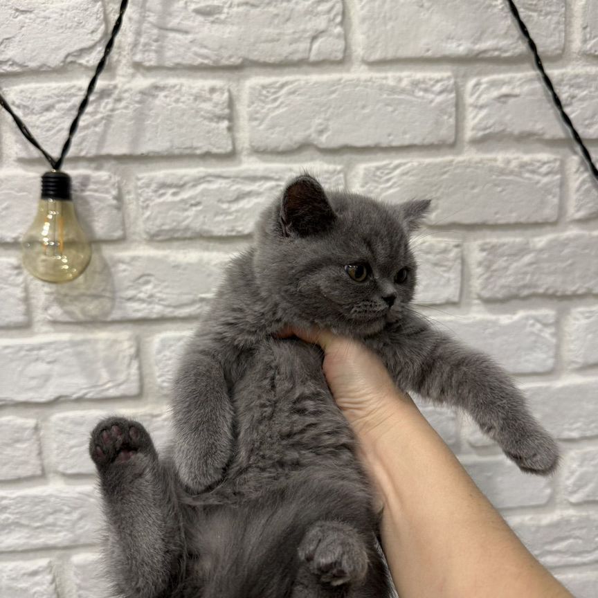 Котики бри