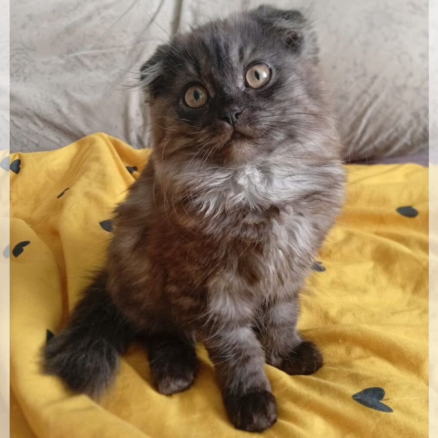 Щотландские котята