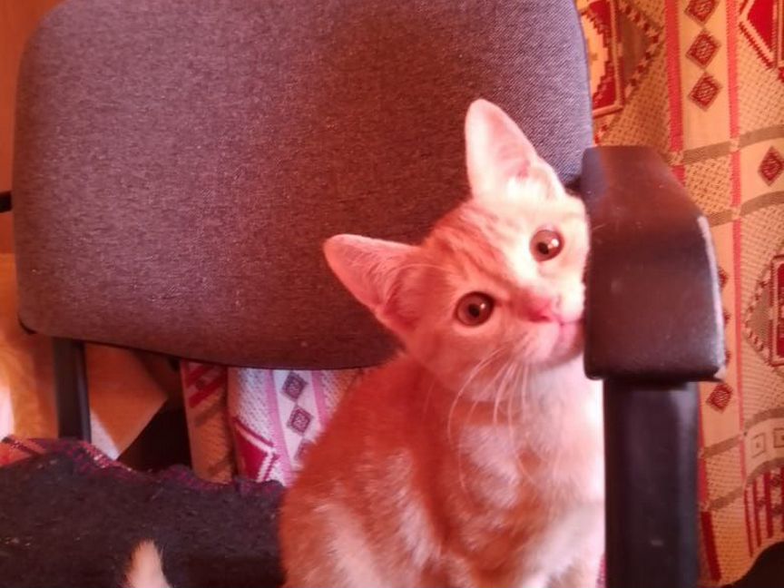 Отдам котенка