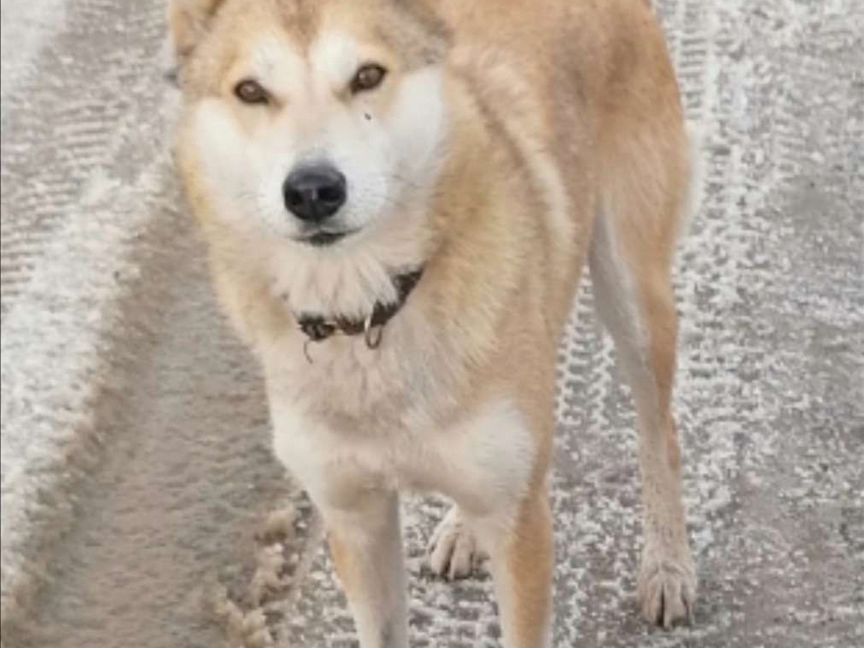 Очень нужен дом