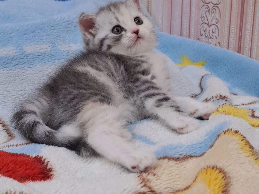 Шотландские котята (с документами)