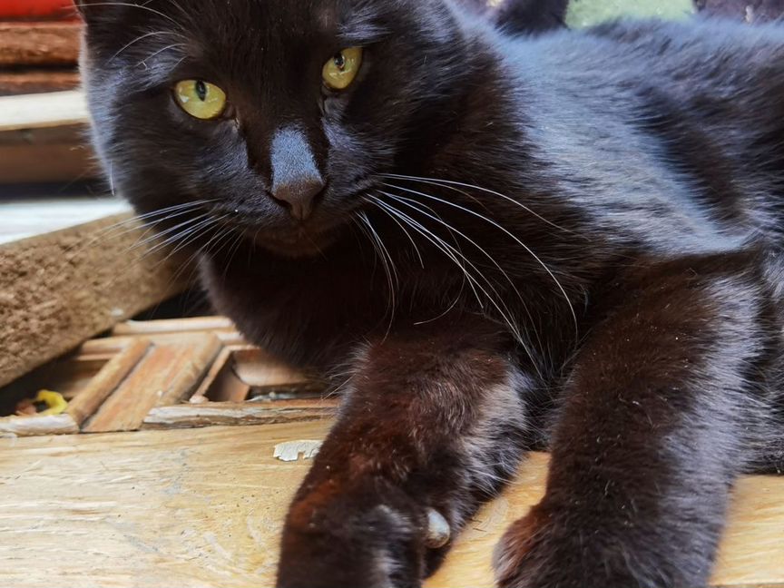 Котёнок кот чёрный 9 месяцев