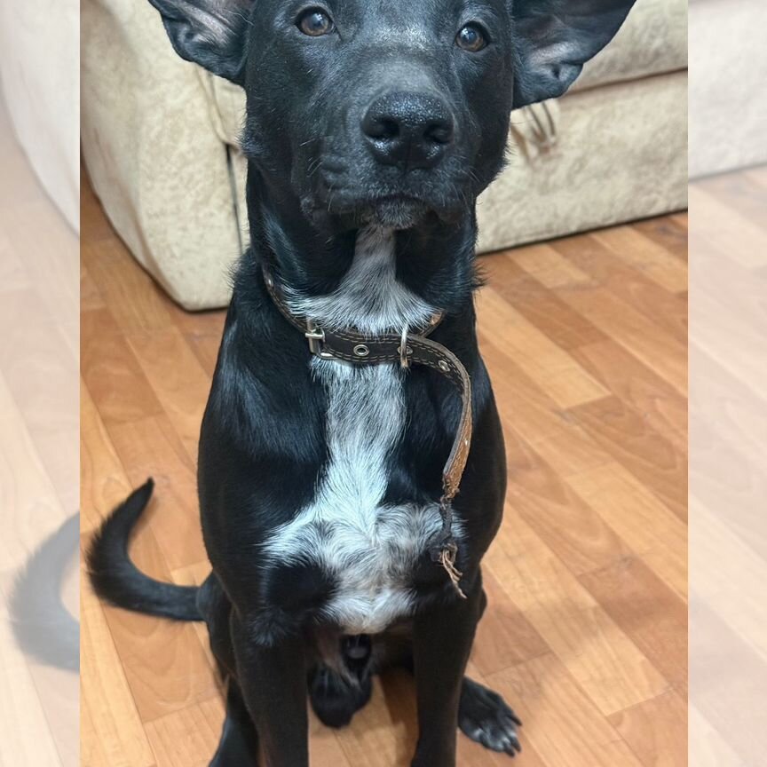 Щенок в добрые руки