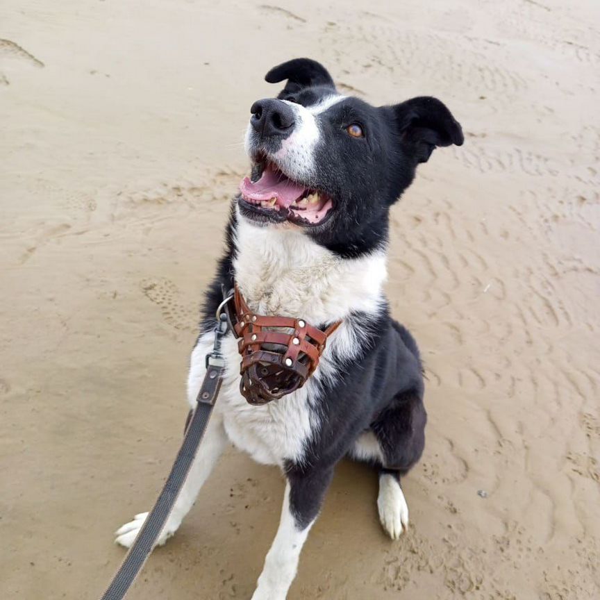 Взрослый пёс в добрые руки