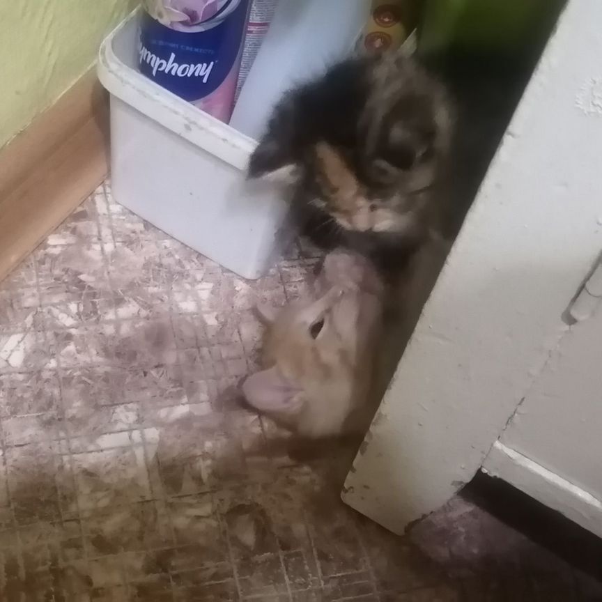 Котёнок в добрые руки