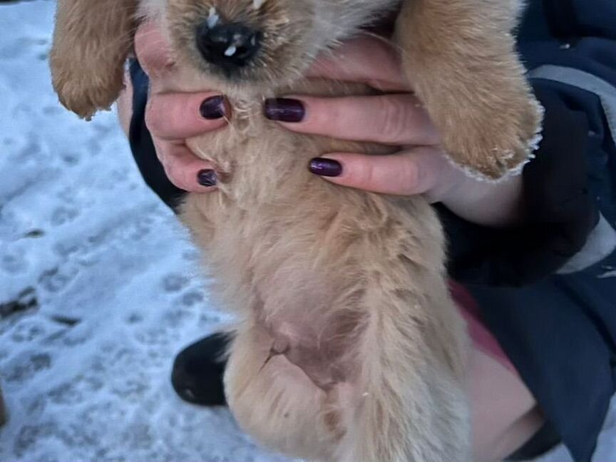 Щенки в добрые руки