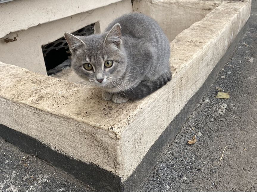 Котики бесплатно в добрые руки