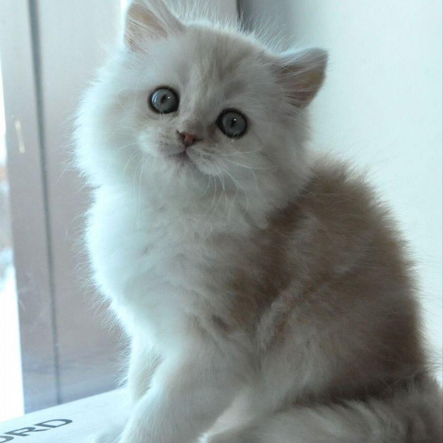 Мальчик хайленд Страйт