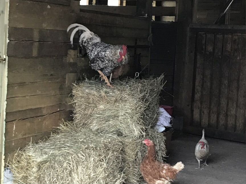 Сено в тюках