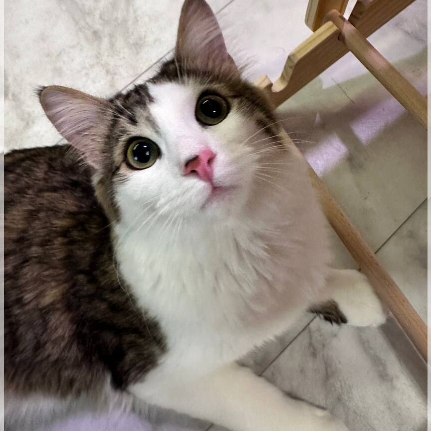 Турецкая ангора котёнок