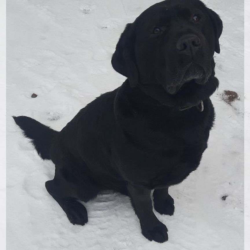 Лабрадор-ретривер, взрослая собака