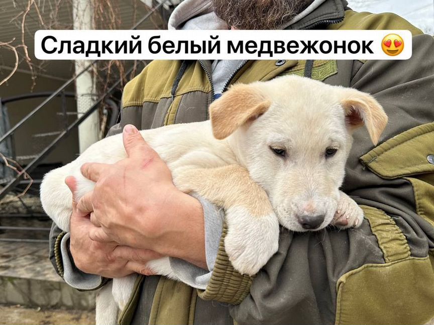 Щенок мальчик в добрые руки