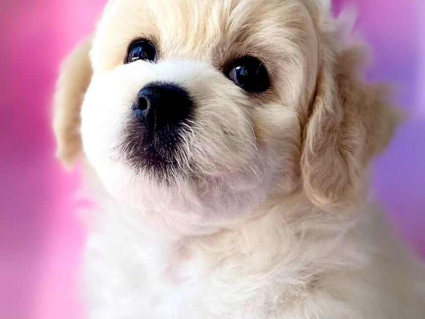 Щенки бишон фризе