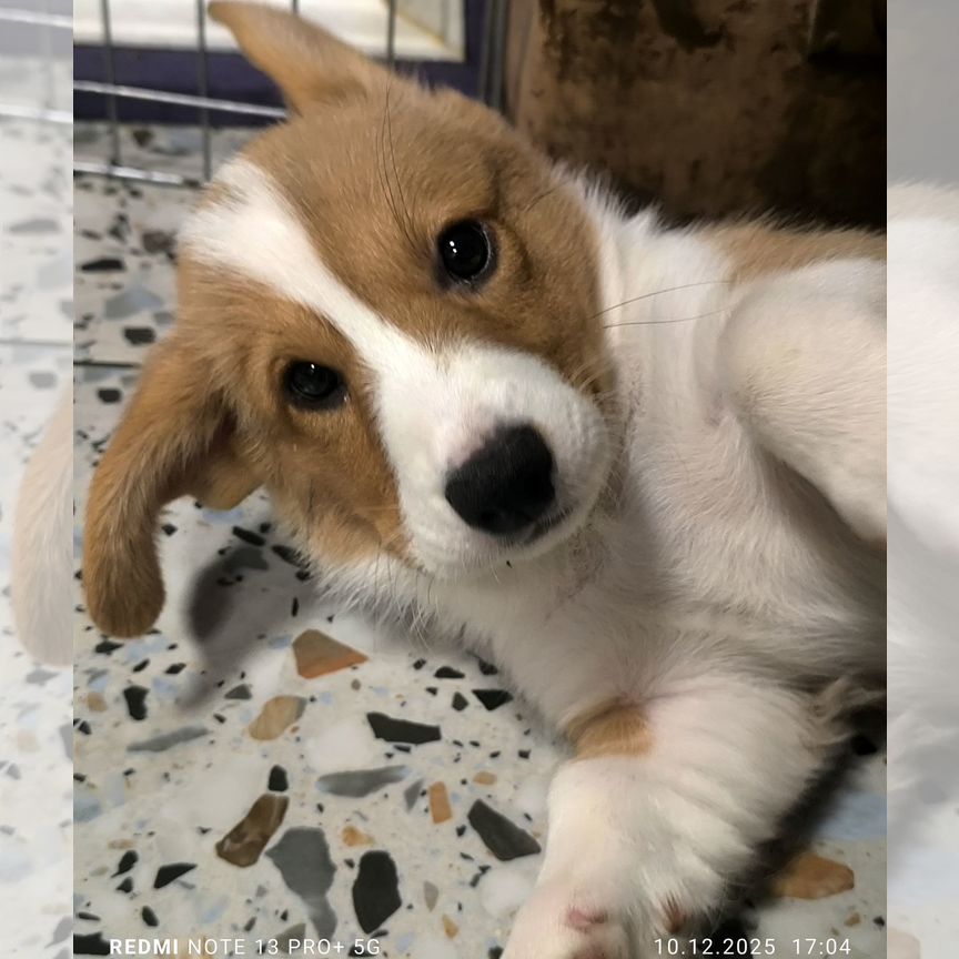 Вельш Корги Кардиган, щенок