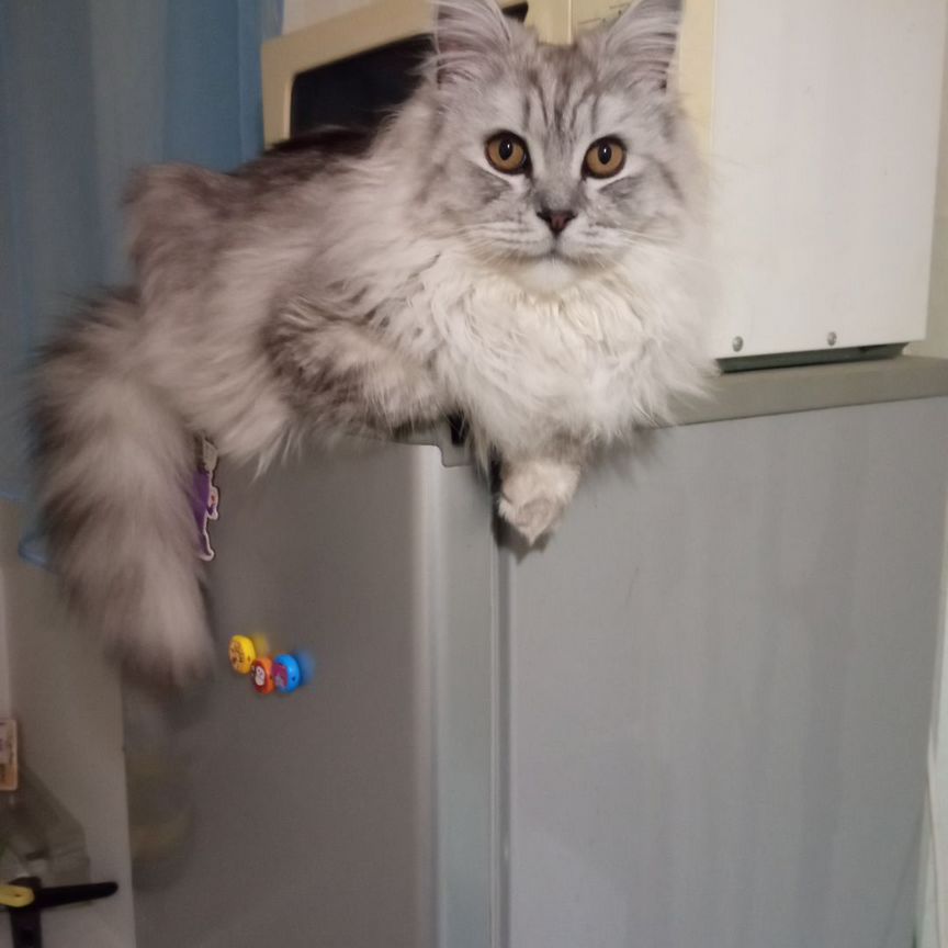 Мэйкун на минималках