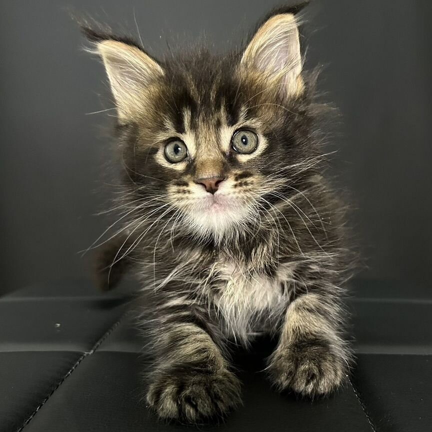 Мейн-кун мальчик черный