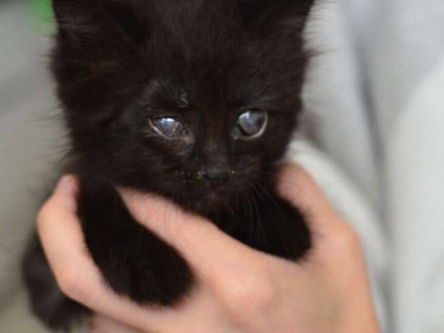 Спокойный котенок Космос в добрые руки
