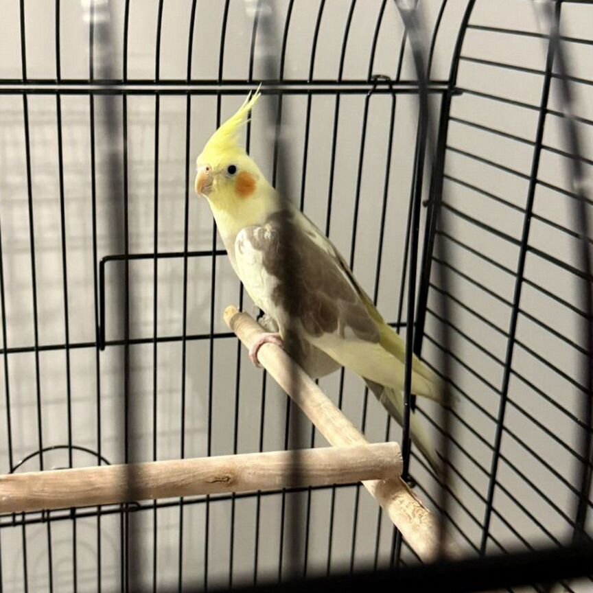 Попугай корелла с клеткой