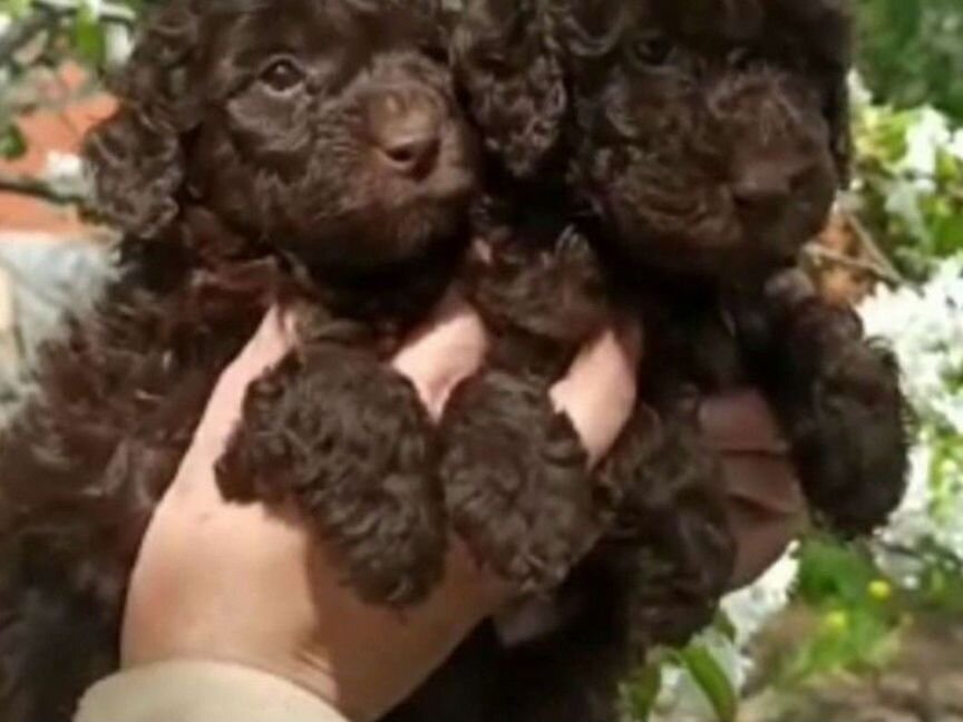 Той-пудель шоколад РКФ