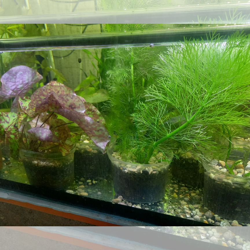 Растения для аквариума 20видов