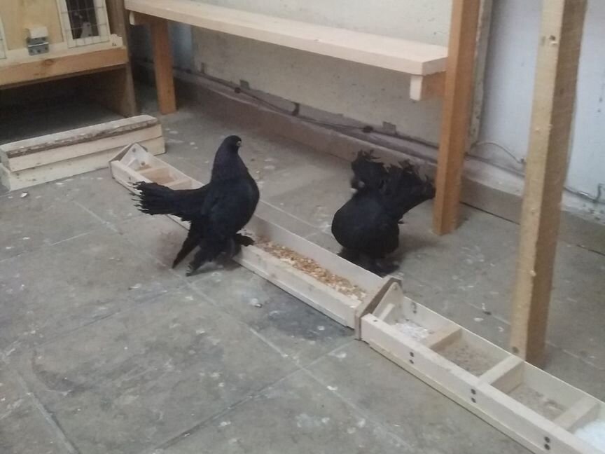 Продам статных голубей