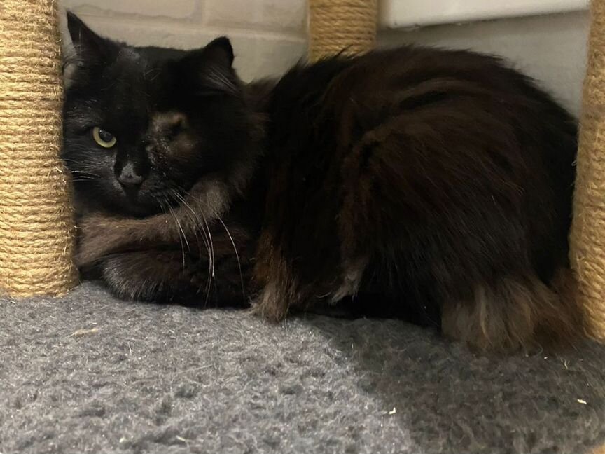 Котенок кот спасите душу