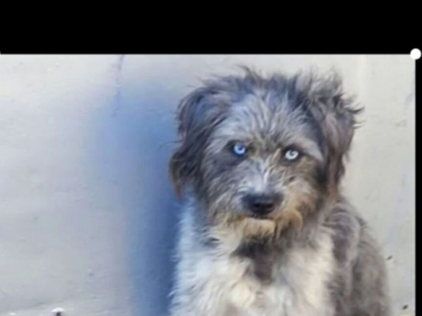 Найдена лохматенькая небольшая псинка Шура/Шурик