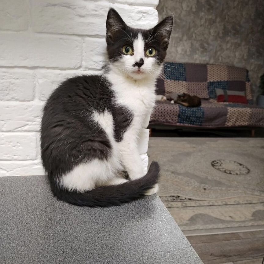 Кошечка малышка Жужа черно белая ждет семью
