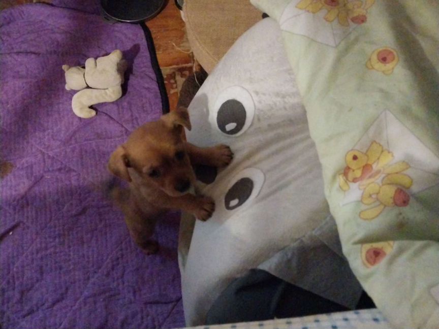 Собака