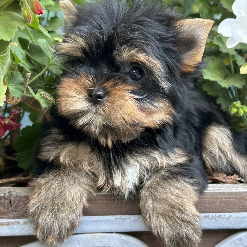 Йоркширский терьер мини щенки бейби фейс