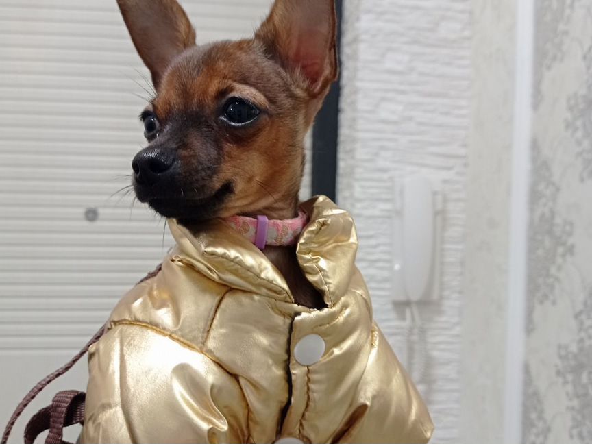 Куртка для щенка xs