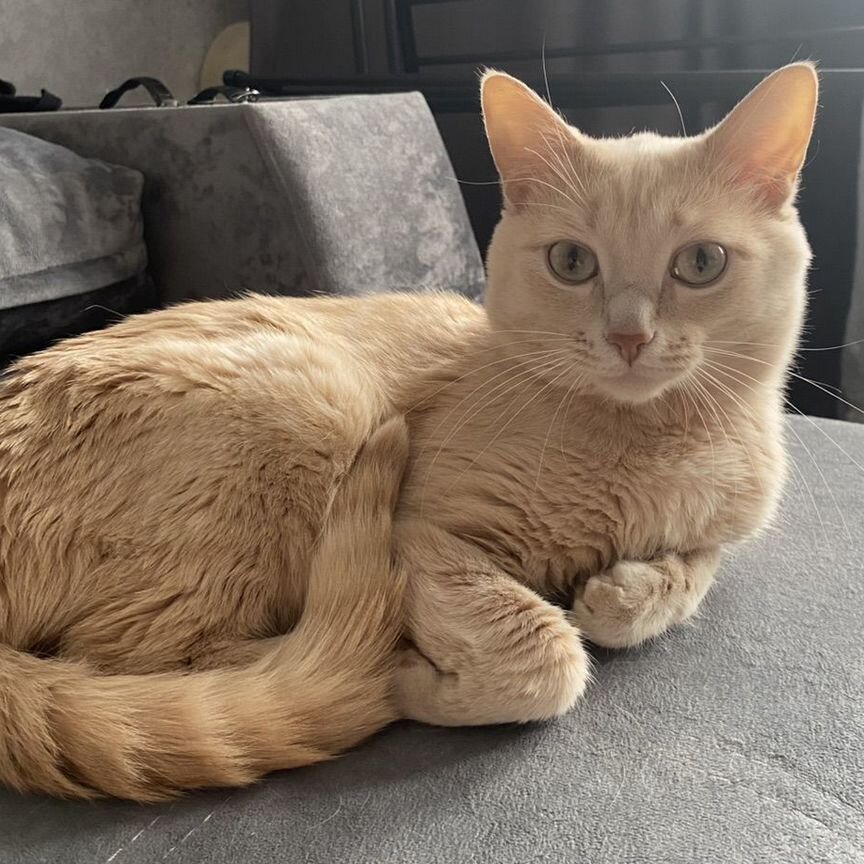 Взрослый кот в добрые руки