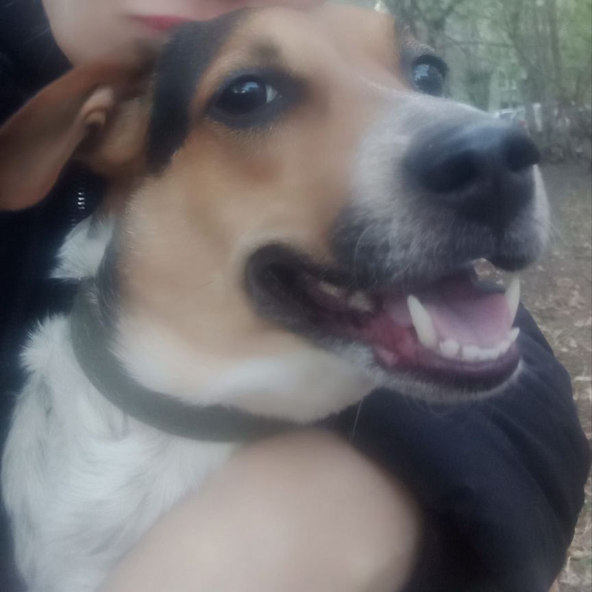 Собака в добрые руки