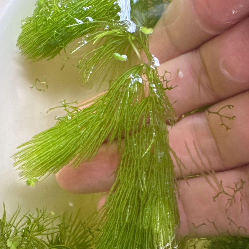 Водоросли и улитки для аквариума