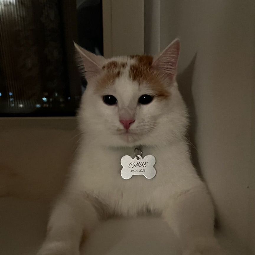 Котик в добрые руки