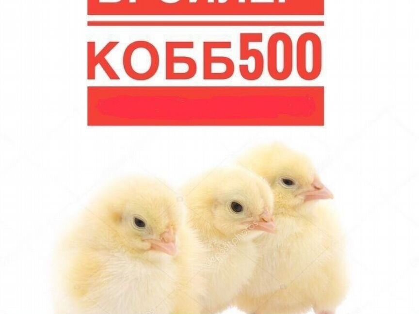 Цыплята бройлеры кобб 500