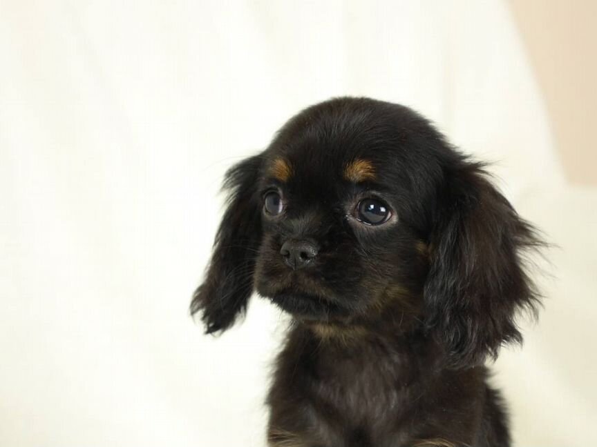 Чудесная девочка Кавалер Кинг Чарльз спаниель