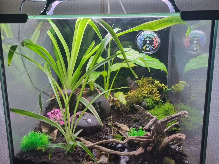 Террариум с крабами